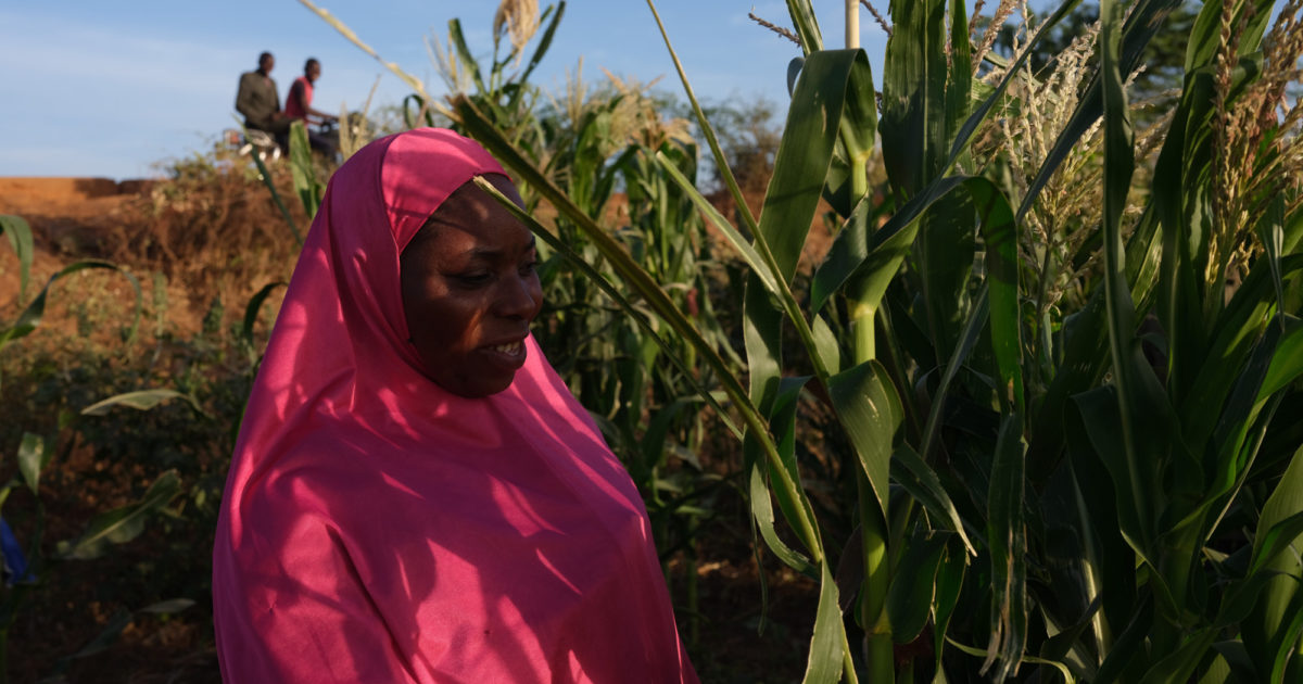 L’agriculture, moteur du développement au Niger | UNOPS
