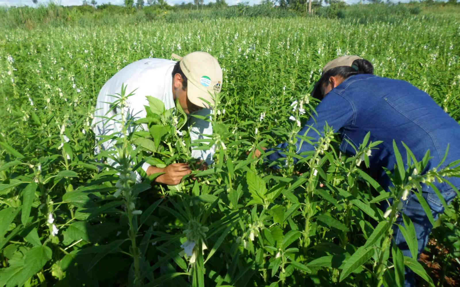 To grow, eat and sell: Modernizing agriculture in Paraguay | UNOPS