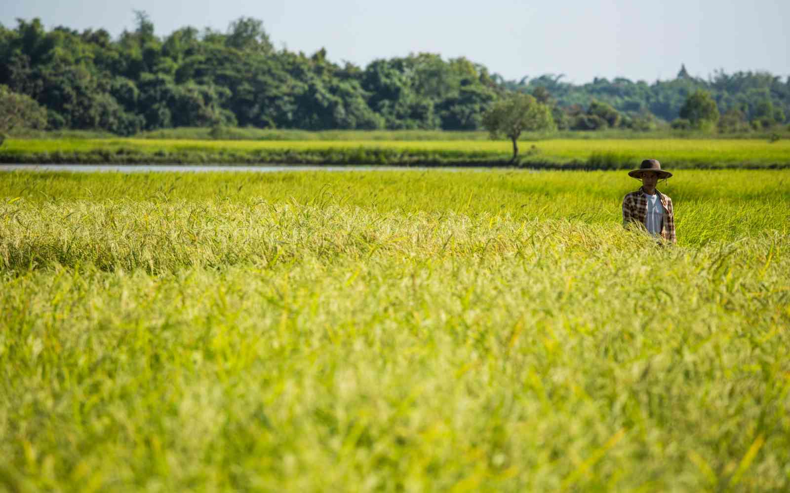 To grow, eat and sell: Modernizing agriculture in Paraguay | UNOPS