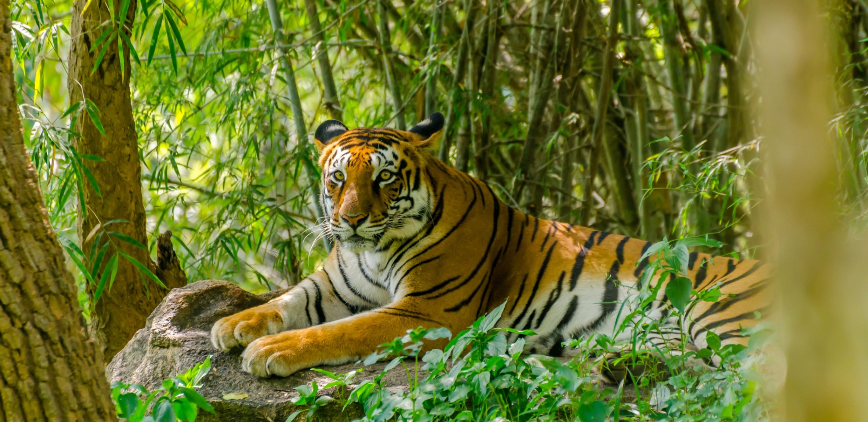 Building capacity to protect tigers in Bangladesh | UNOPS